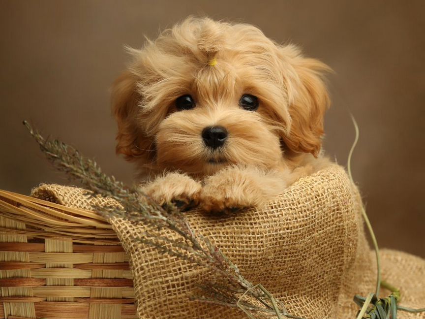 Мальтипу f1 mini мальчик