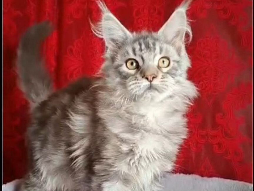 Котята мейн-кун