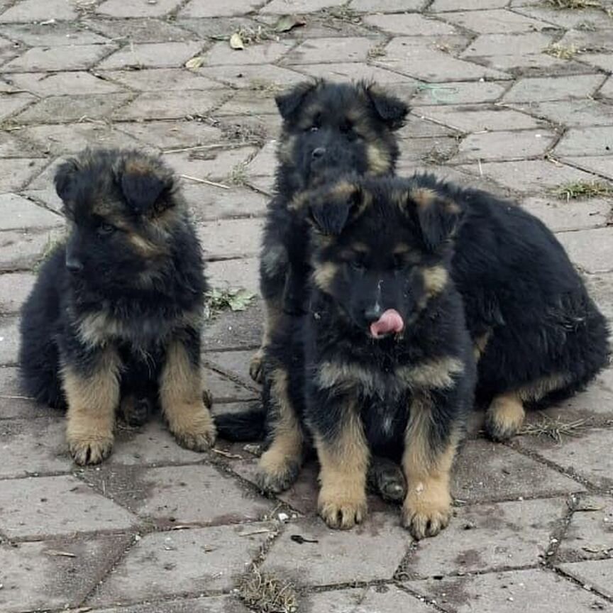 Немецкая овчарка, щенок