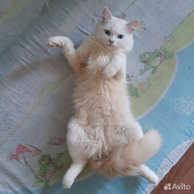 Турецкая ангора котенок мальчик в дар