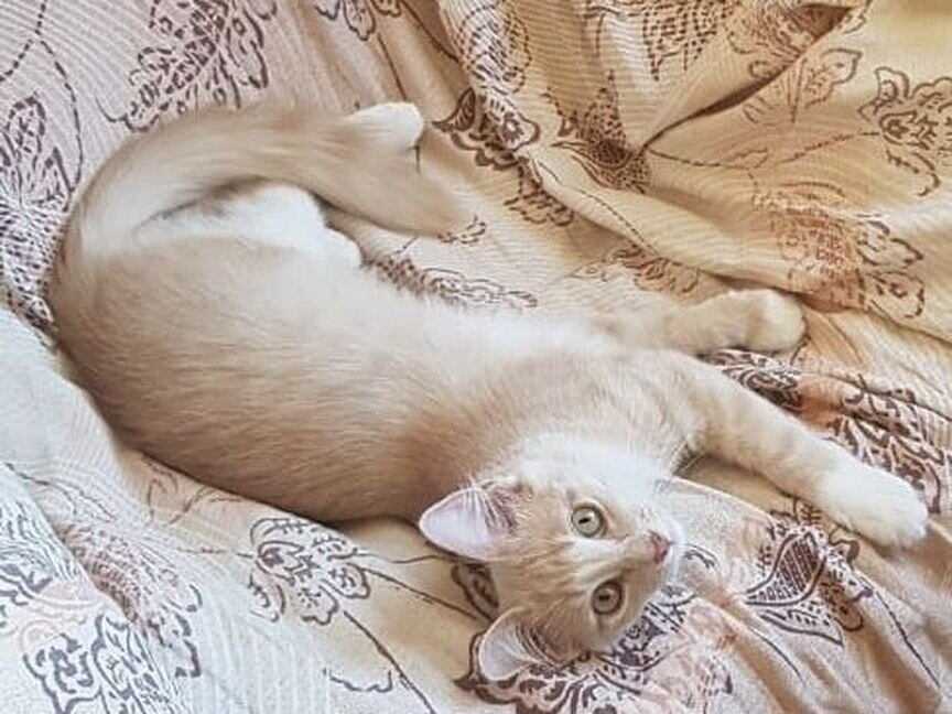 Котенек 3,5 месяца