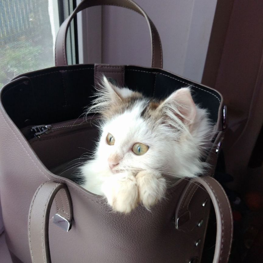 Котенок в добрые руки