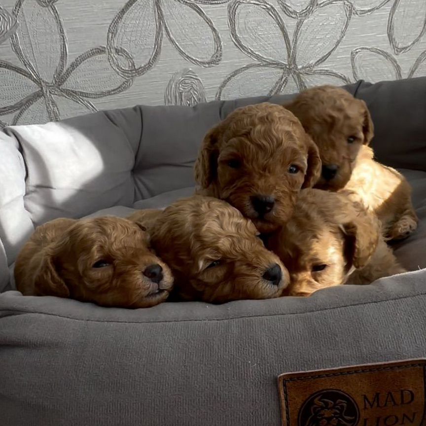 Той-пудель, щенок