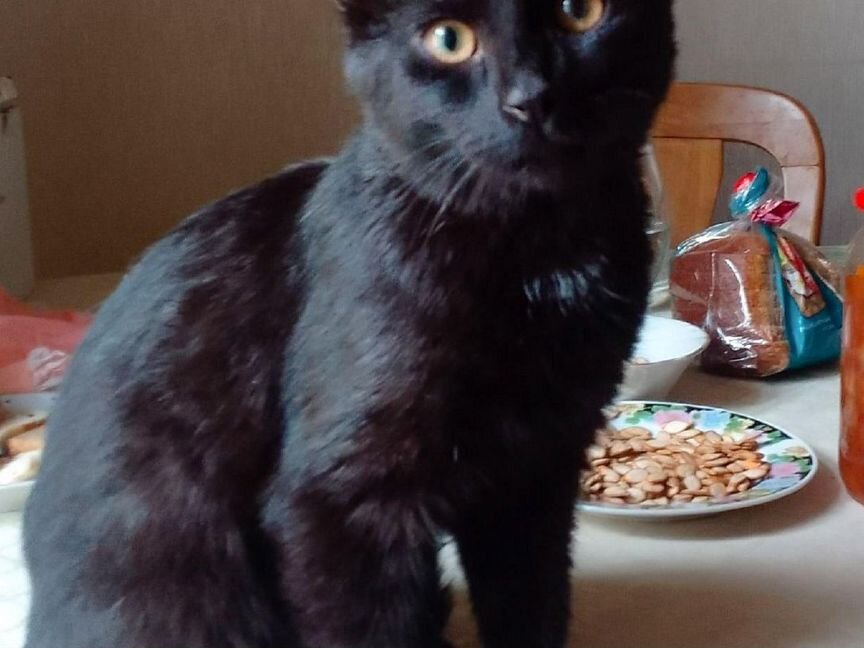 Котенок мальчик 3 месяца бесплатно