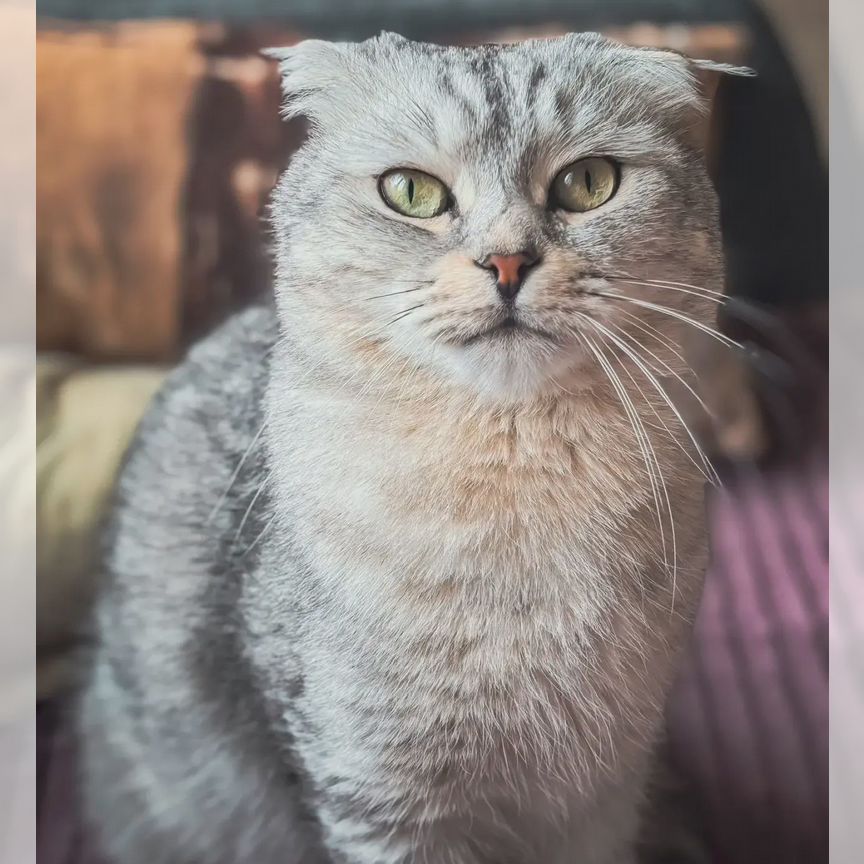 Шотландский вислоухий короткошёрстный, взрослый кот