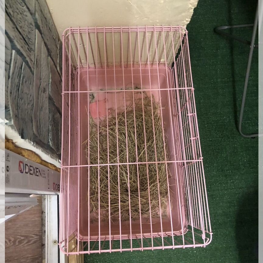 Клетка