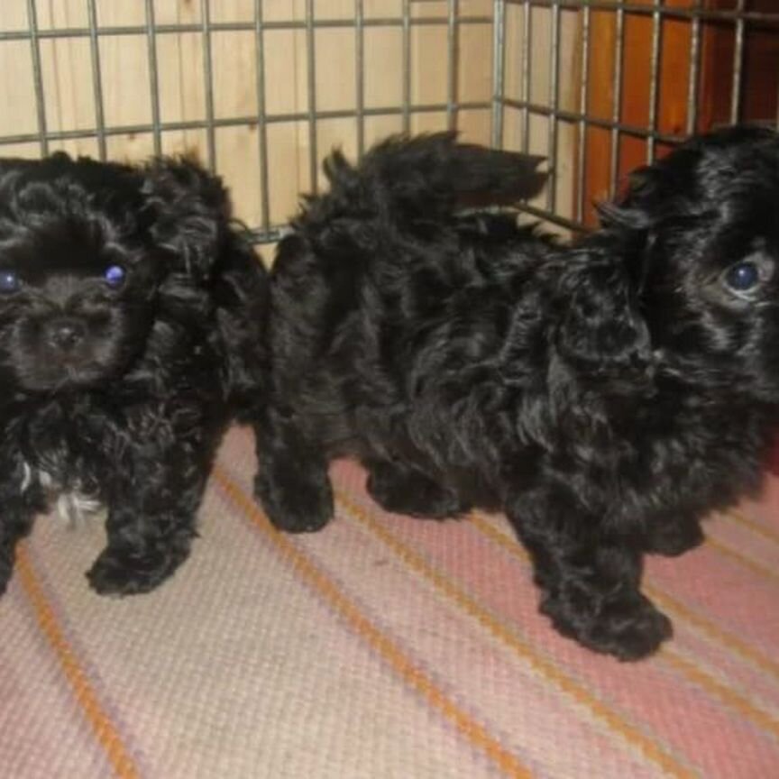 Мальтезики