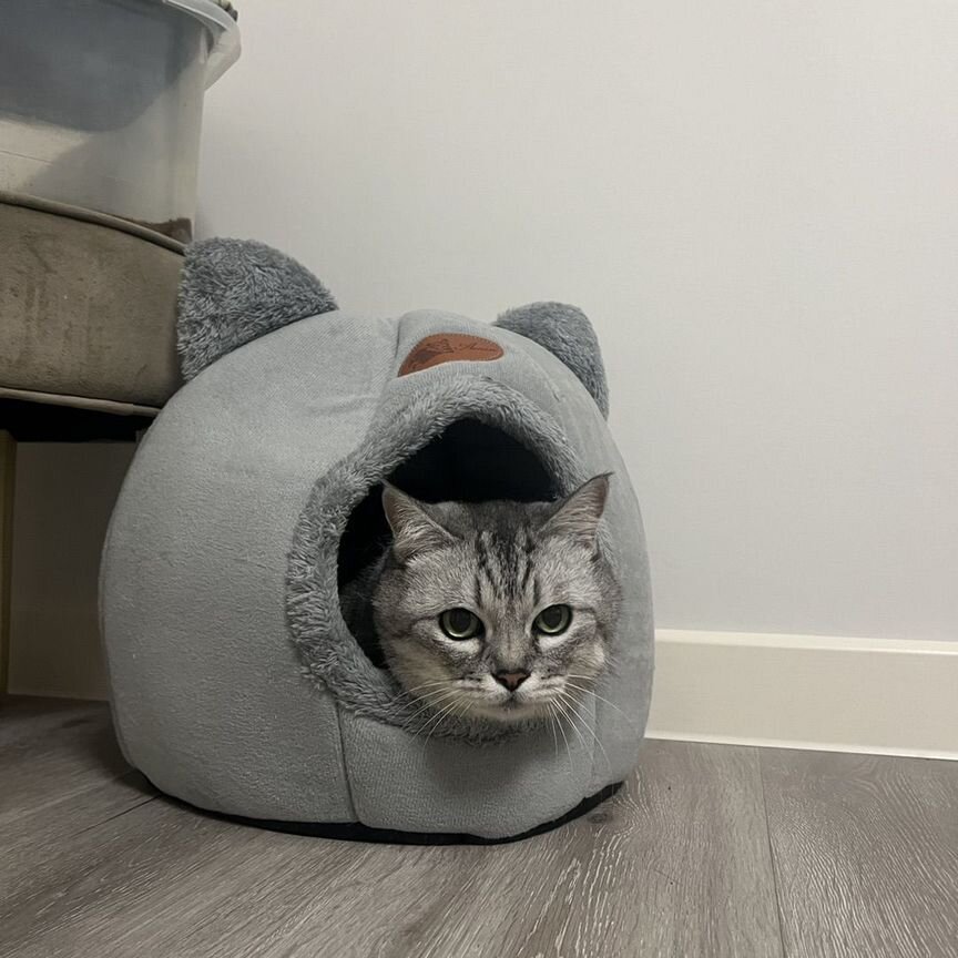 Найдена кошка