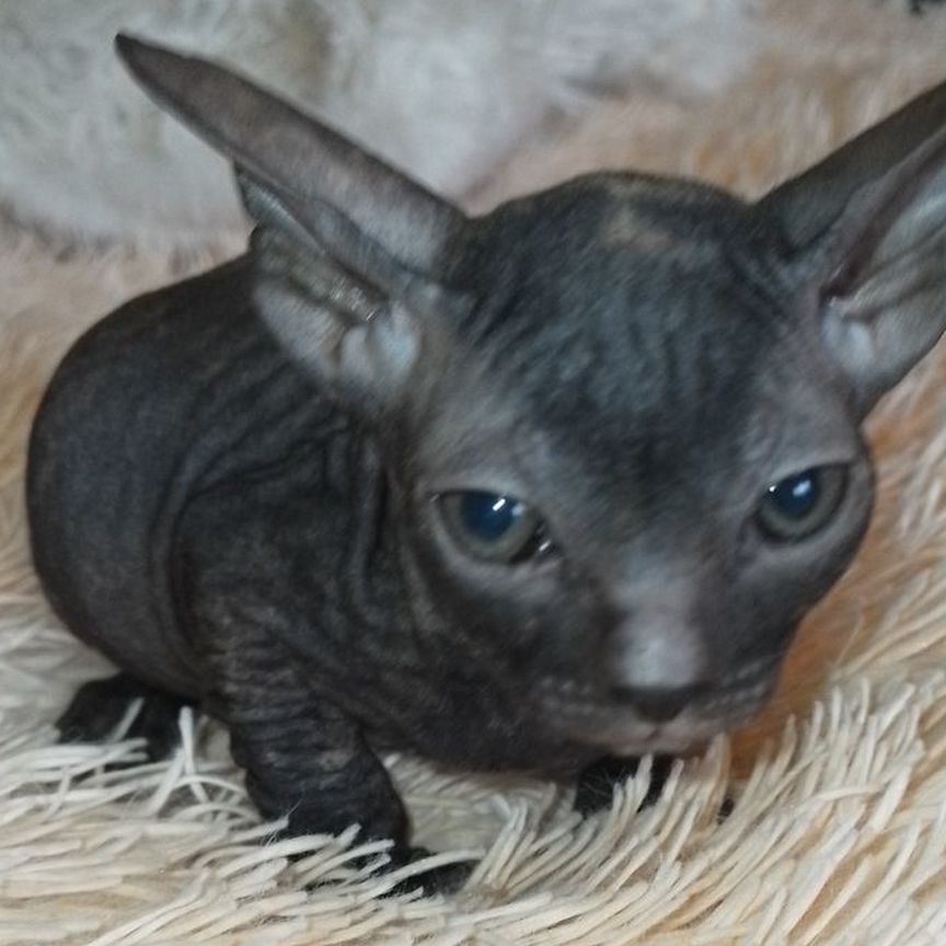 Котёнок породы " сфинкс" (девочка)