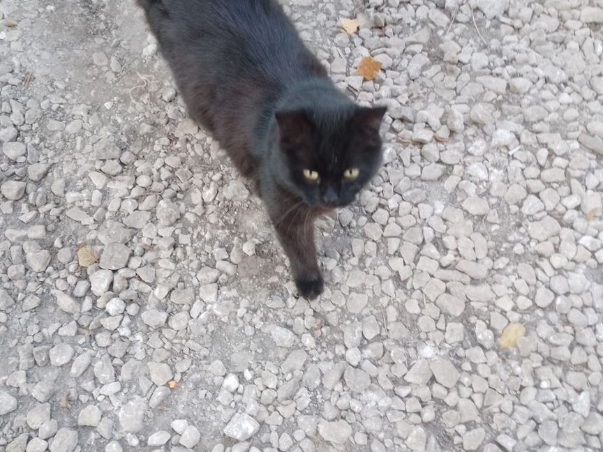 Чёрный котейко