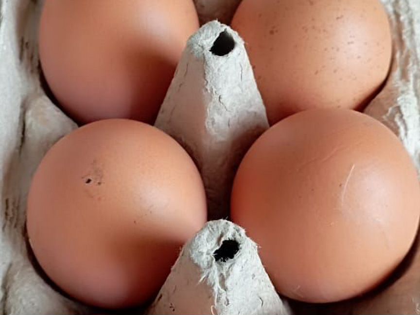 Яйца куриные деревенские