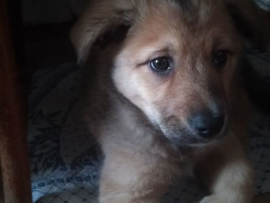 Отдам бесплатно в дар собаку