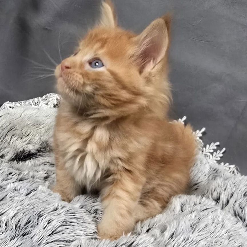 Мейн-кун котёнок