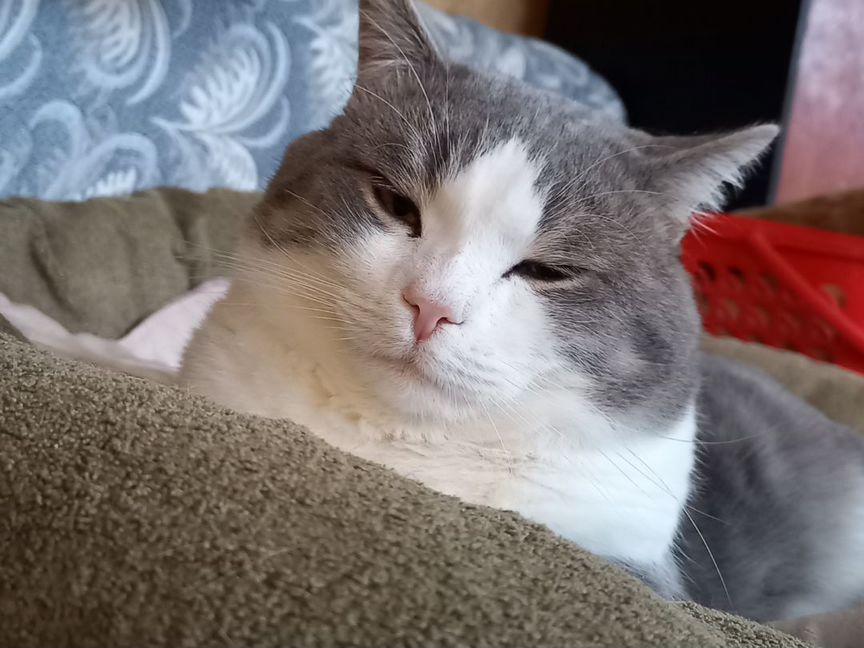 Кот Муркот