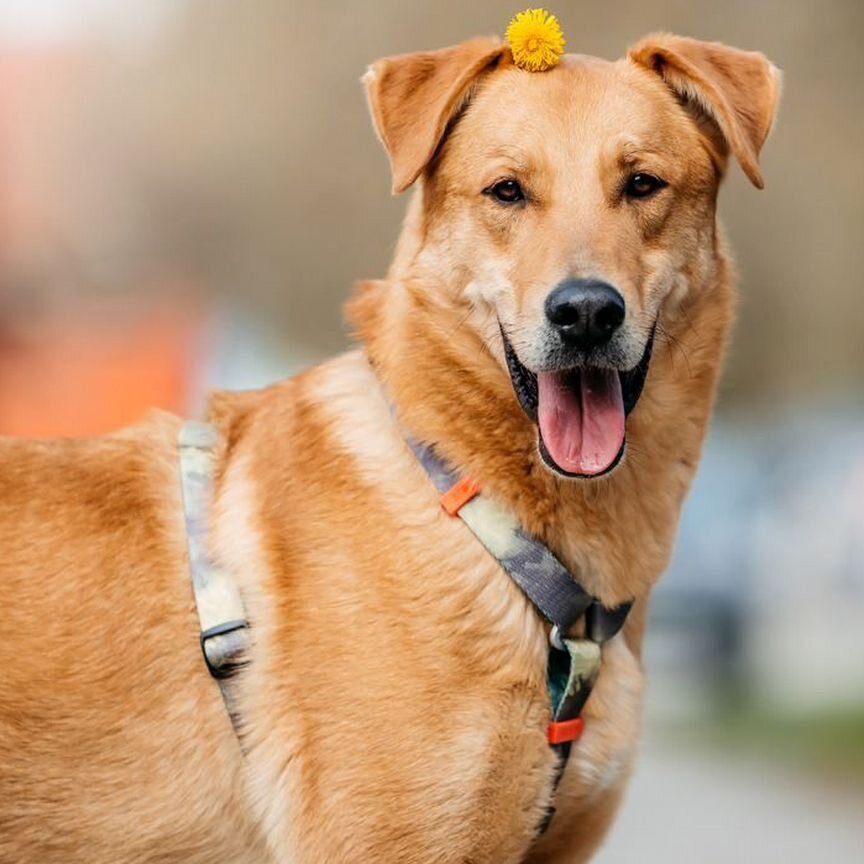 Юный пес Банни ищет дом