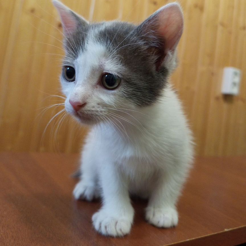 Котёнок