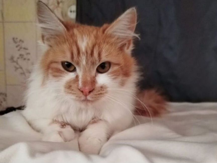 Котенок в добрые руки