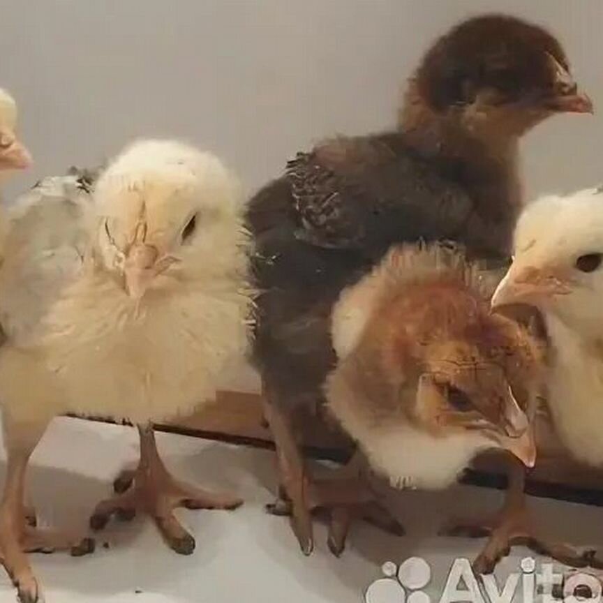 Цыплята ливенские