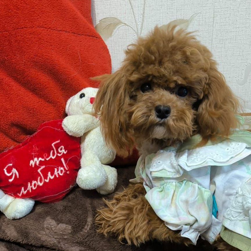 Мальтипу, щенок