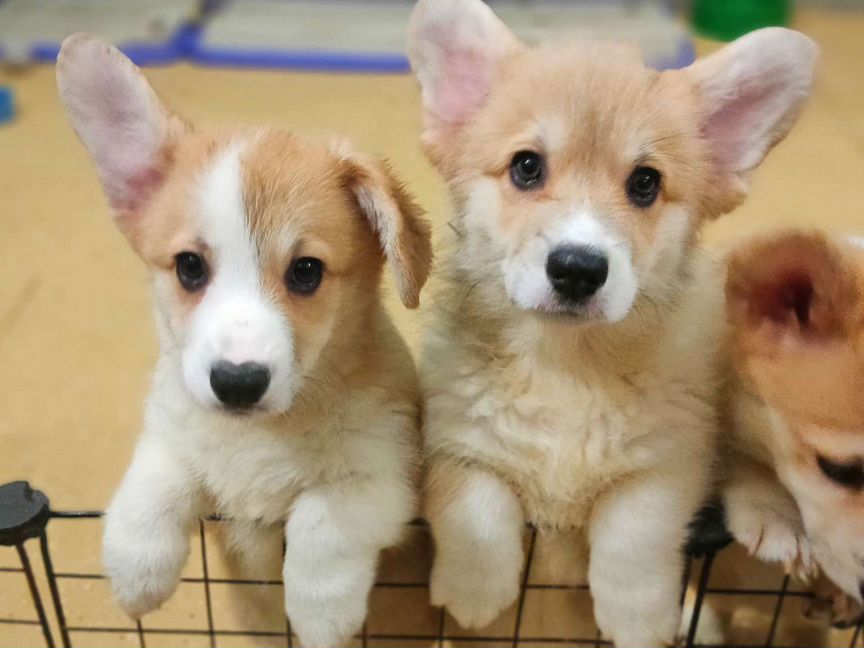 Вельш корги пемброк девочки красоточки
