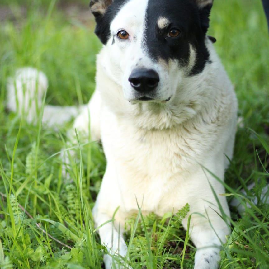 Добрый пёс Лакки ищет дом