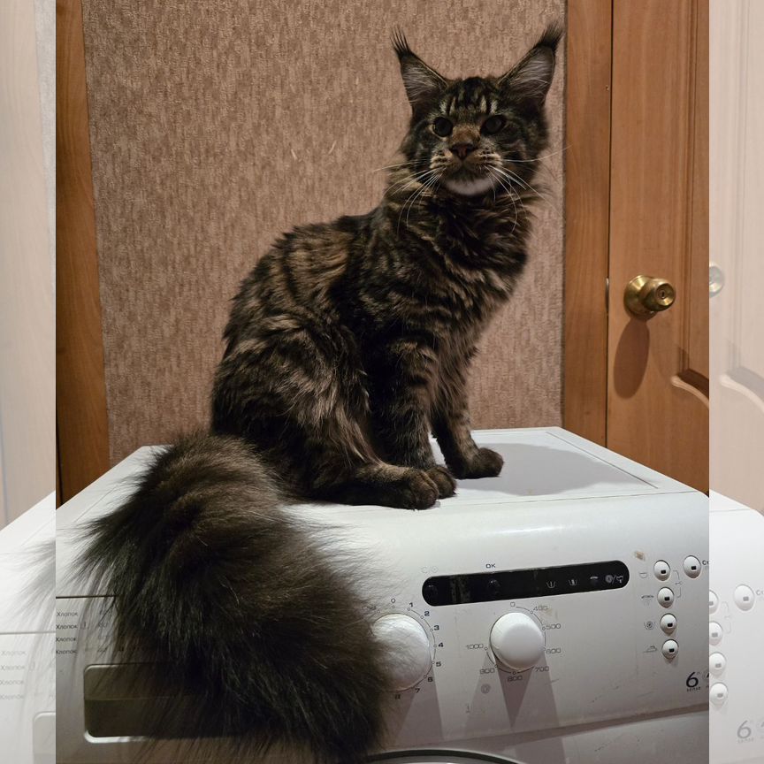 Мейн-кун котёнок