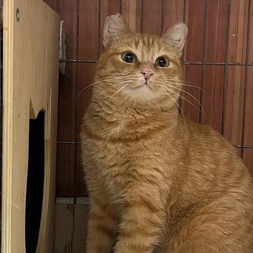Кошки в добрые руки бесплатно