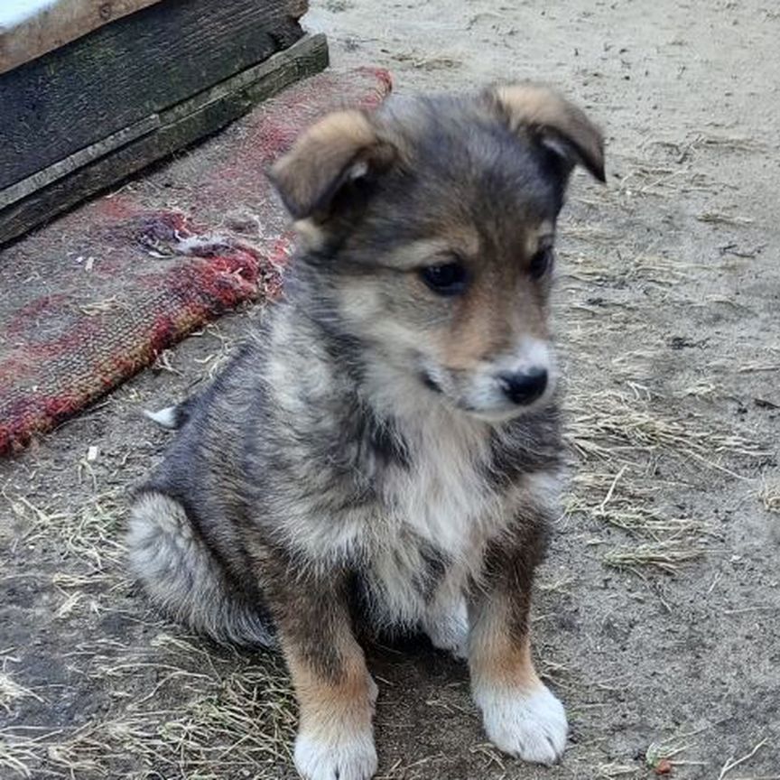 Щенок в добрые руки