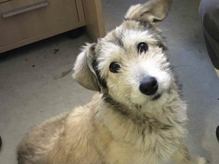 Собака в добрые руки отдам бесплатно