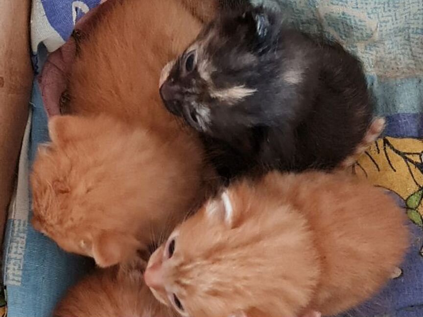 Котята в добрые руки