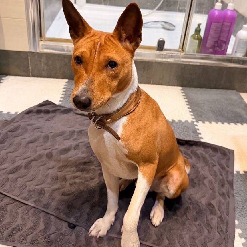 Басенджи, взрослая собака