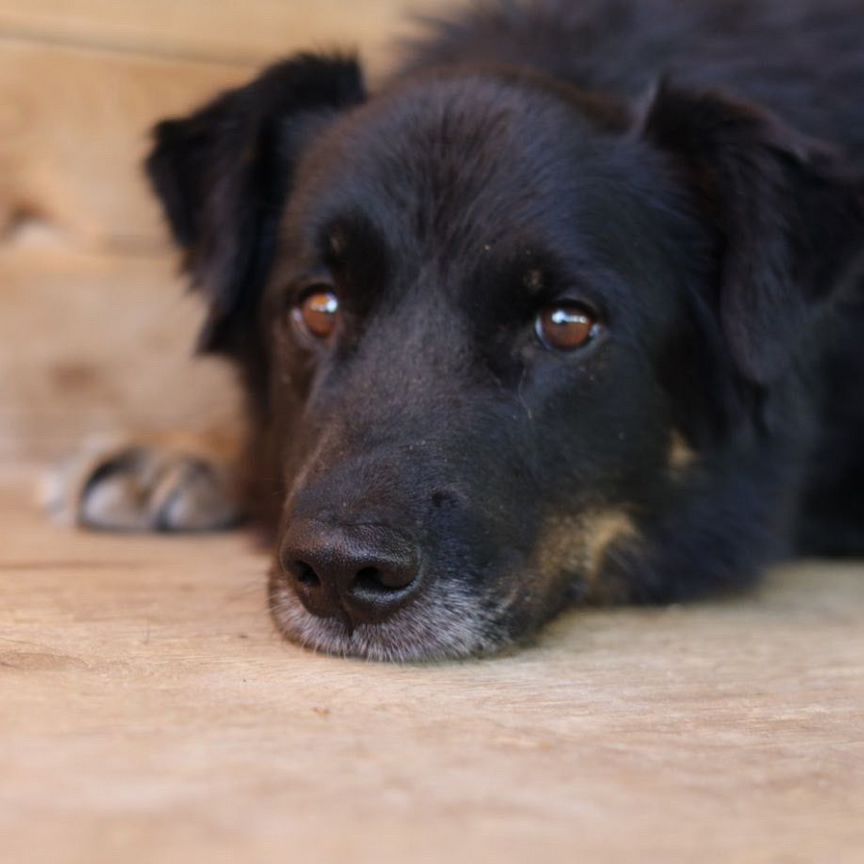 Чудесный пёс из приюта бесплатно