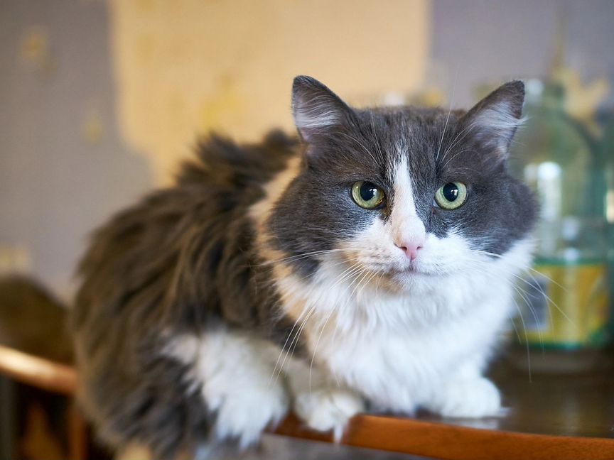 Маргоша из приюта ищет дом