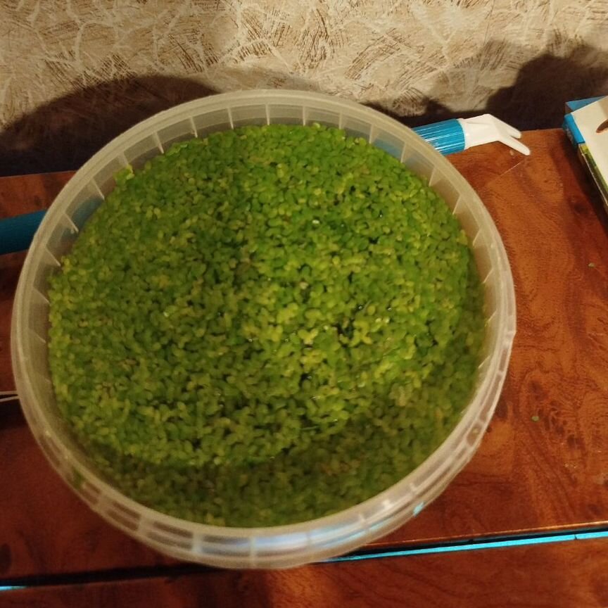 Ряска для аквариума