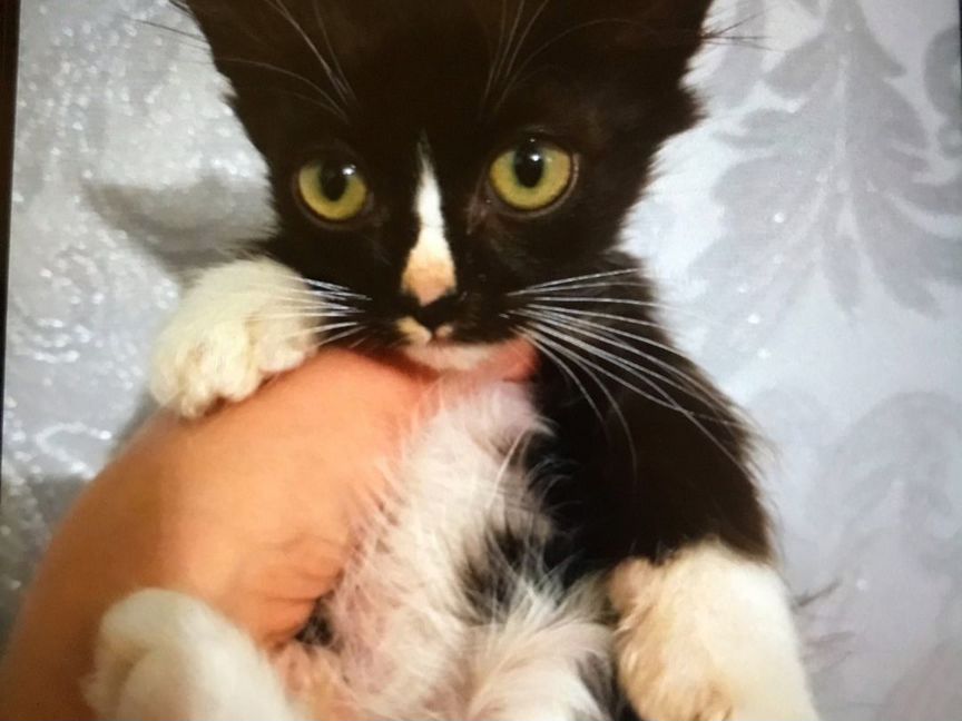 Котята