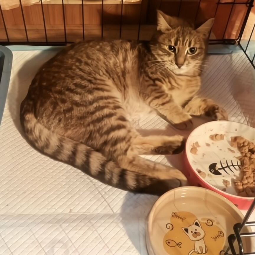 Котёнок в добрые руки