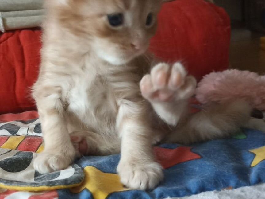Котята мейн-кун