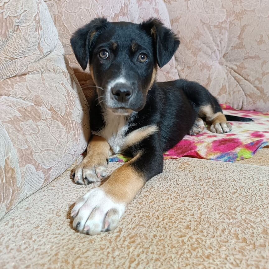 Щенок в добрые руки