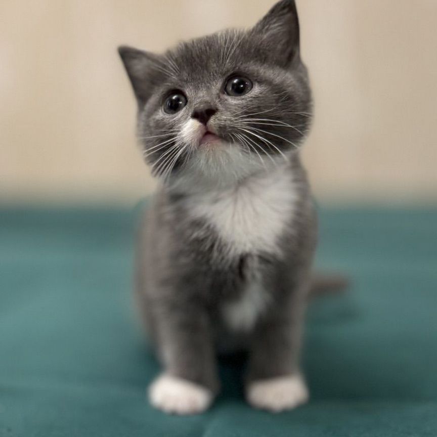 Британские котята