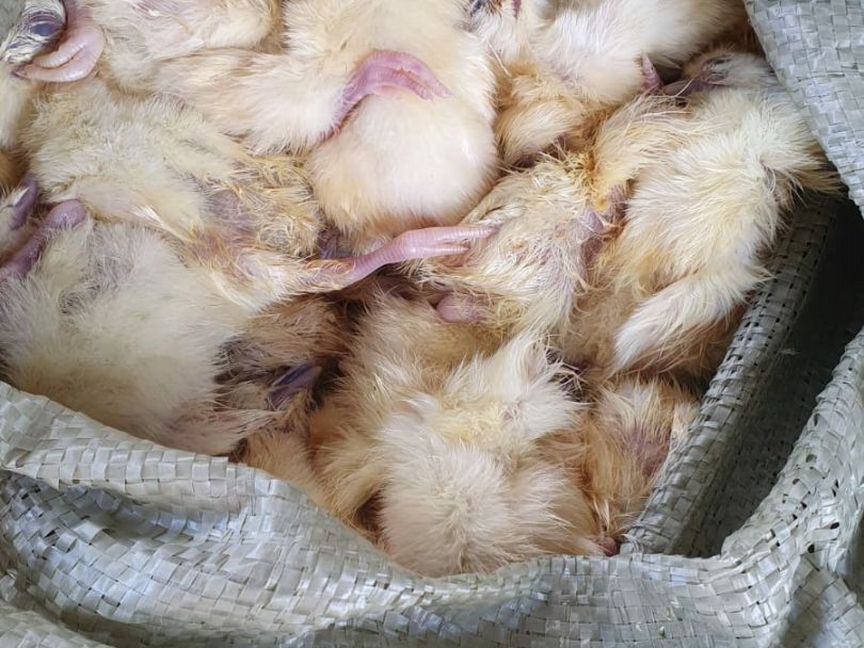 Цыплята суточные на корм