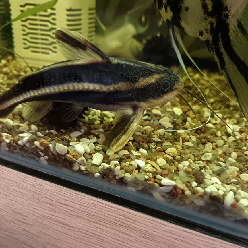 Платидорас