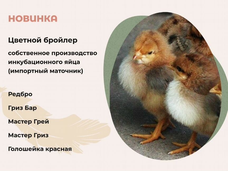 Инкубационное яйцо цветного бройлера РФ