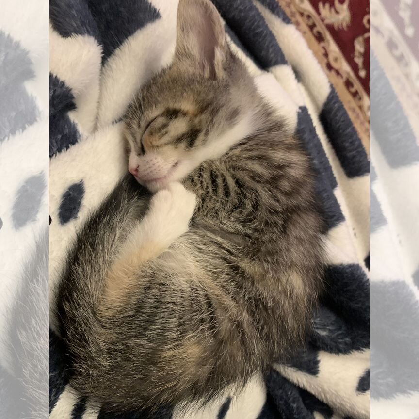 Норвежский лесной котёнок