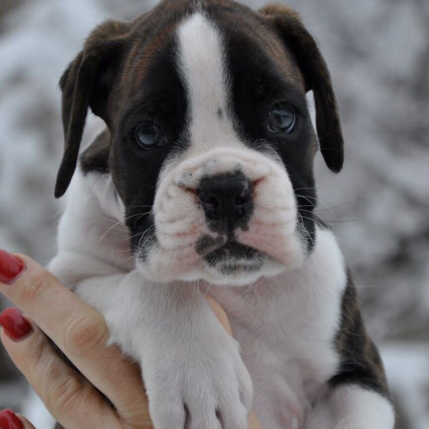 Щенки боксера