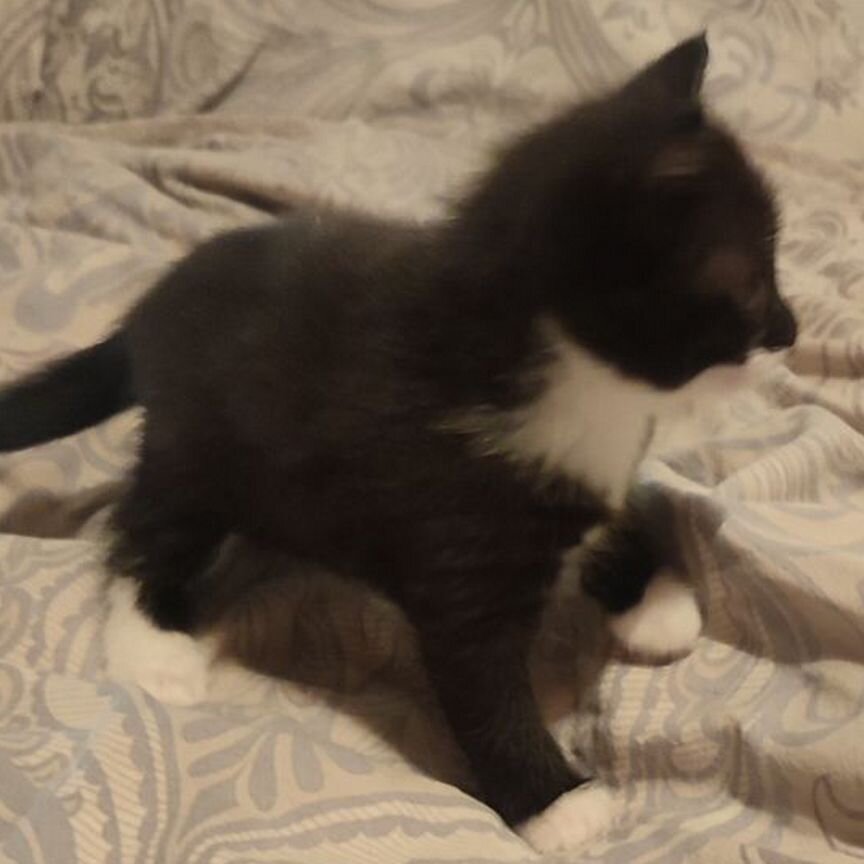 Котёнок в добрые руки