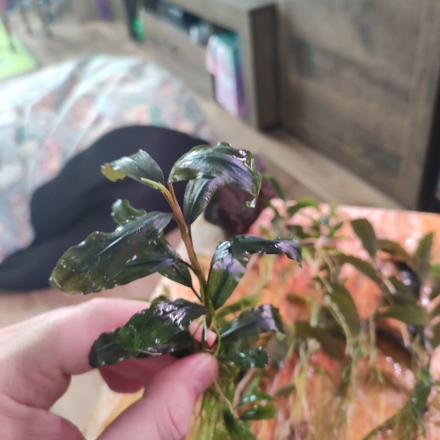 Буцефаландры, лобелия