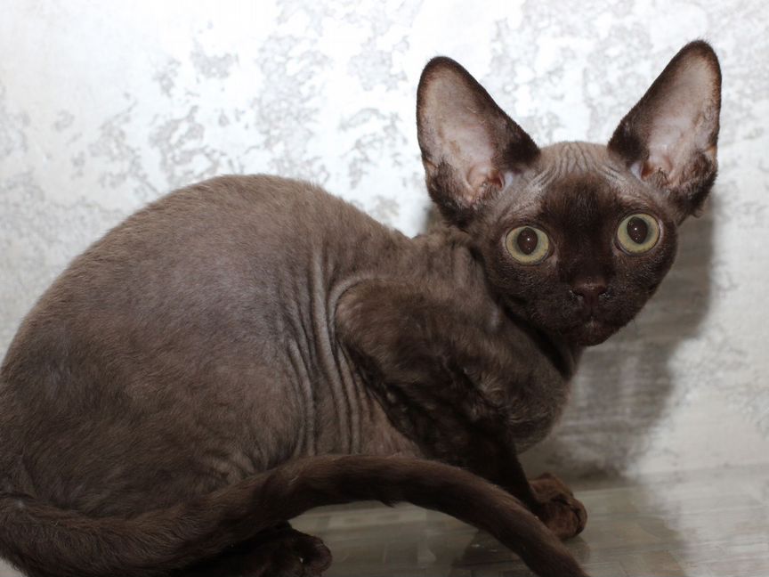 Шикарный шоколадный Девон-рекс