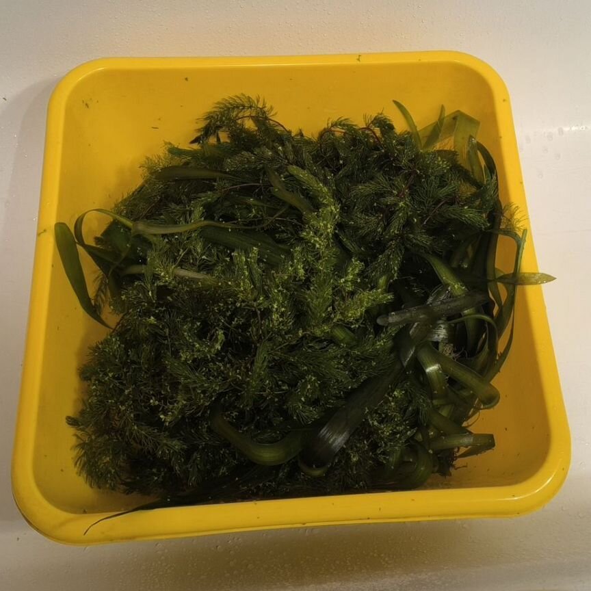 Аквариумные растения прополка отдам