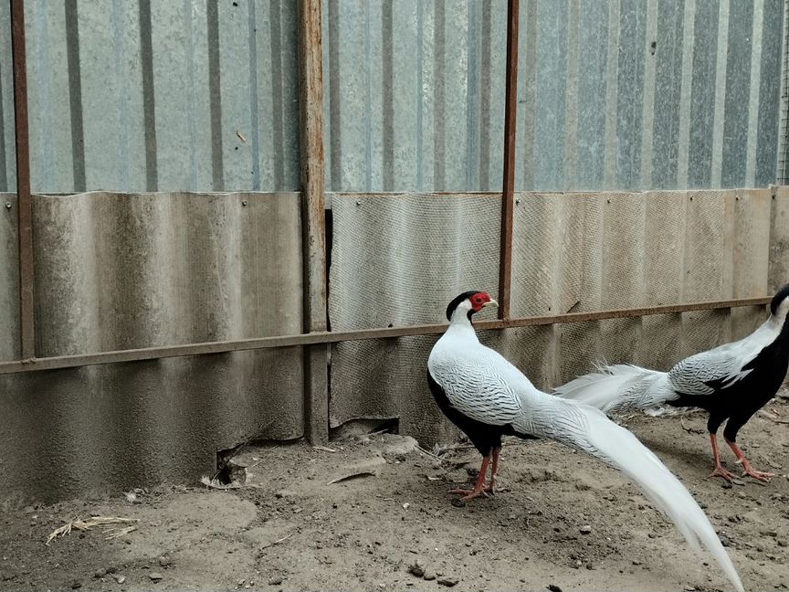 Петушки серебристого фазана