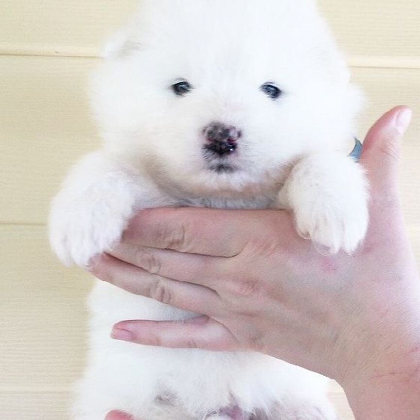 Шикарные щенки самоедской лайки